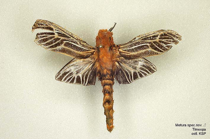 Papua Insects Foundation (Lepidoptera/Psychidae)